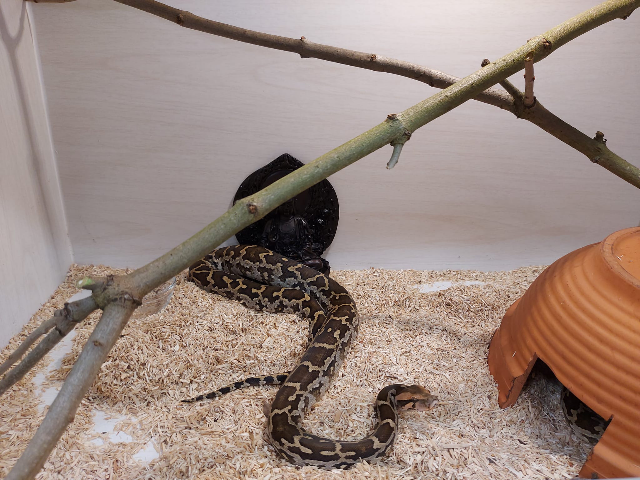 Terra Serpentes - Python m. Molurus